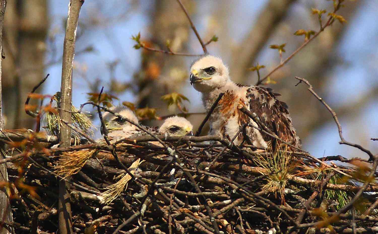 Events, Family, General, Kids Camp, Moreston Village | Grey Roots